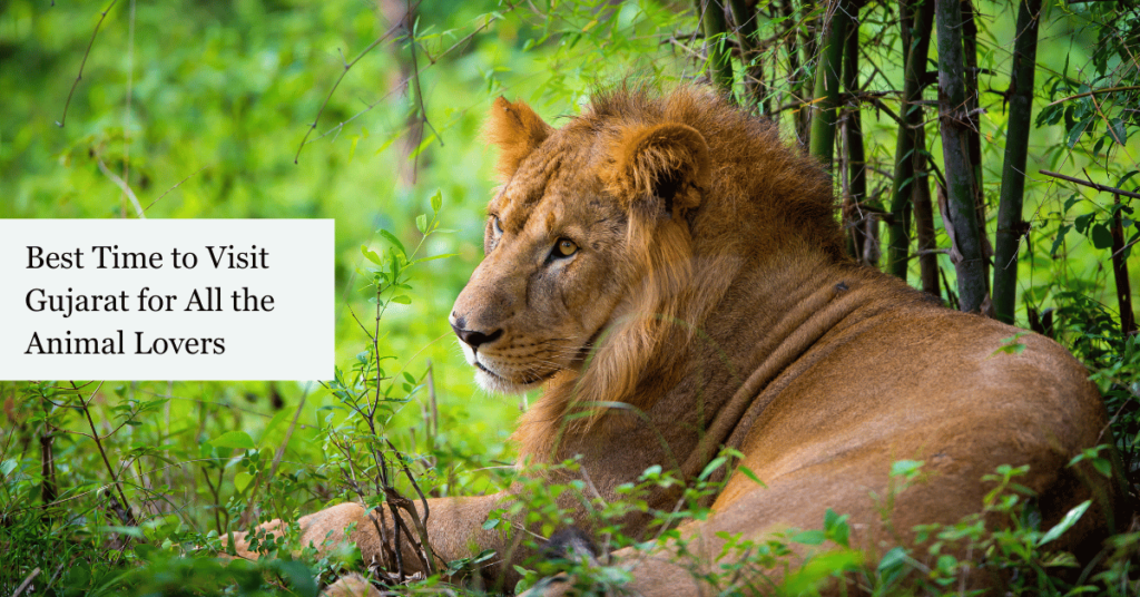 Best Time to Visit Gujarat for All the Animal Lovers | Clearcabs